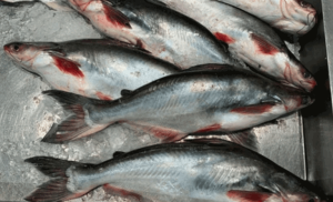 10 Manfaat Ikan Patin untuk Kesehatan Tubuh - BAMS