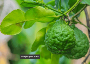 11 Manfaat Jeruk Purut untuk Kesehatan - BAMS